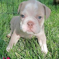 Edgar Solorzano Email & Phone Number | BYD Environmental Health Safety ...